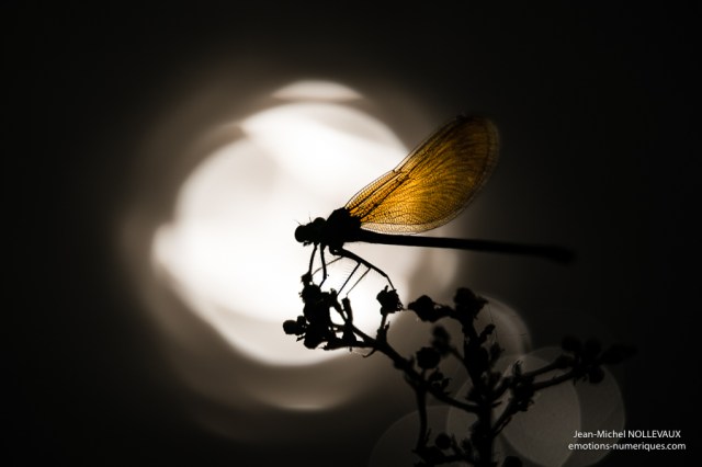 Comprendre et utiliser le contraste – Emotions numériques