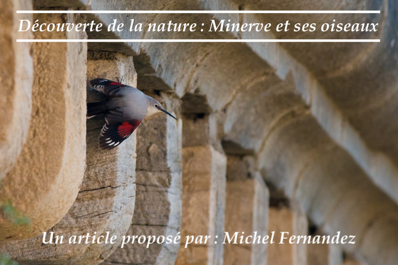 Minerve et ses oiseaux – Emotions numériques