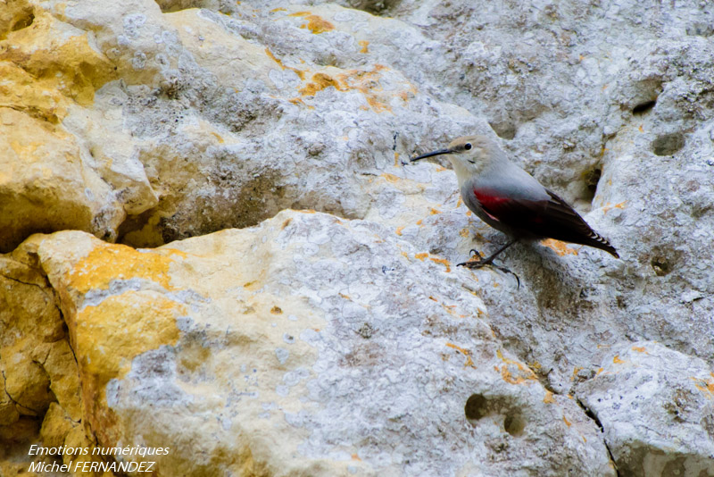 Minerve et ses oiseaux – Emotions numériques