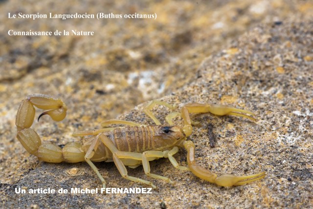 Le Scorpion Languedocien (Buthus occitanus) – Emotions numériques