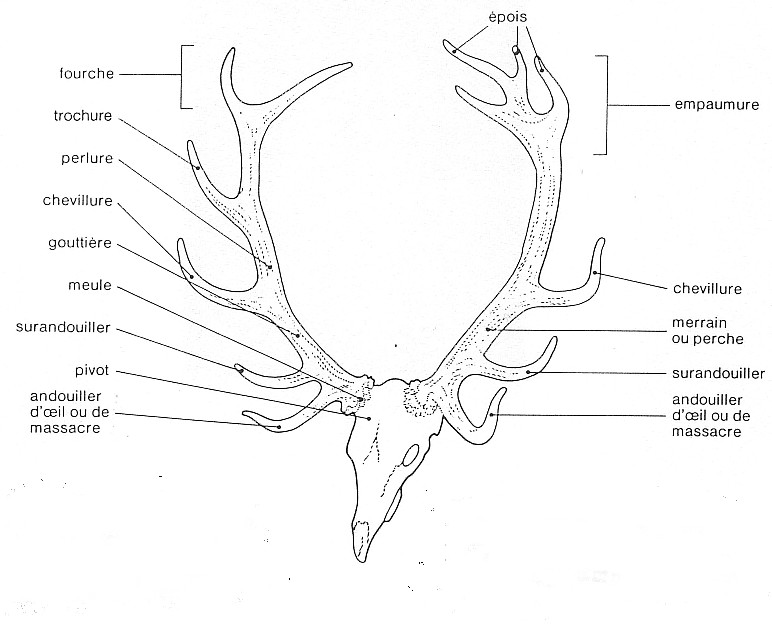 Photographier le brame du Cerf – Emotions numériques